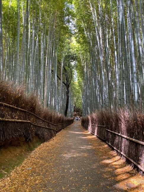 Kyoto: Arashiyama Guided Tour, Bamboo, Monkey, Zen Temple - Who Will Love This Tour?