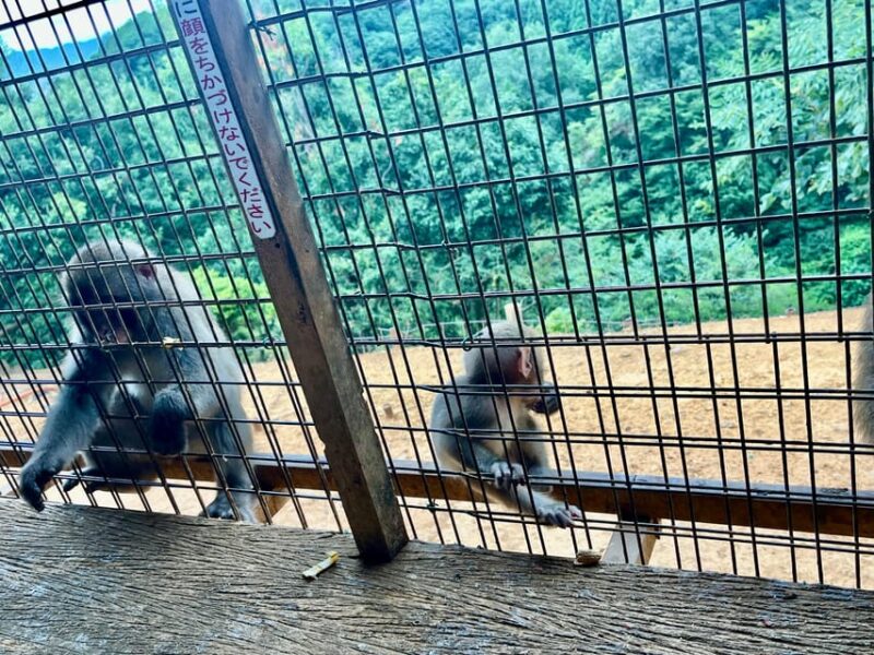 Kyoto: Arashiyama Monkey Park, Bamboo Forest, and Temples - Tenryuji Temple