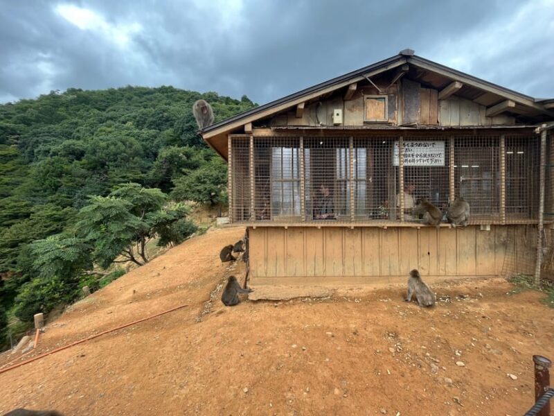 Kyoto: Arashiyama Monkey Park, Bamboo Forest, and Temples - Arashiyama Bamboo Forest