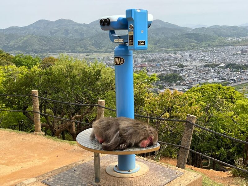 Kyoto: Arashiyama Monkey Park, Bamboo Forest, and Temples - Kameyama Park