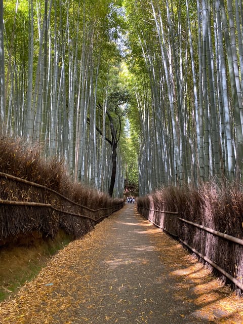 Kyoto: Arashiyama Private Tour, Bamboo, Monkey, Zen Temple - Guest Testimonials and Ratings