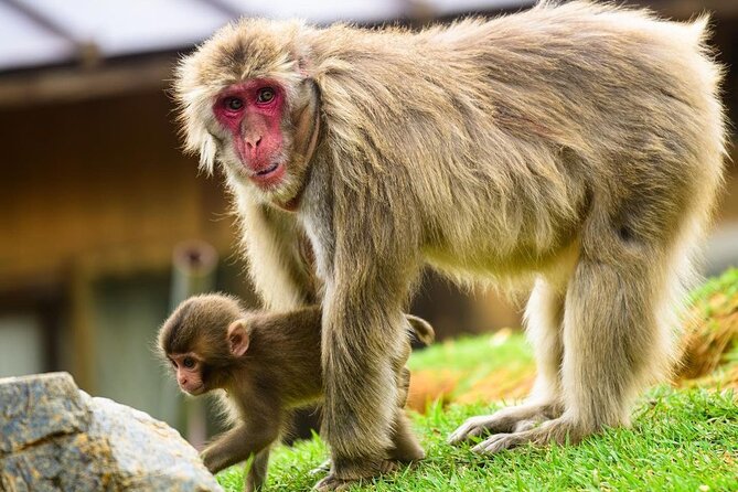 Kyoto Arashiyama Walking Tour - Bamboo, Monkeys, Temple & Secrets - Meeting Point and Logistics