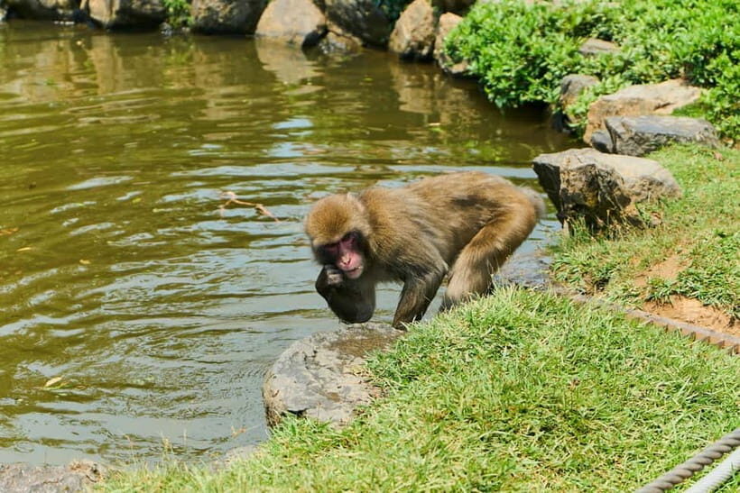 Kyoto: Arashiyama Walking Tour  UNESCO World Heritage - Practical Tips for Participants