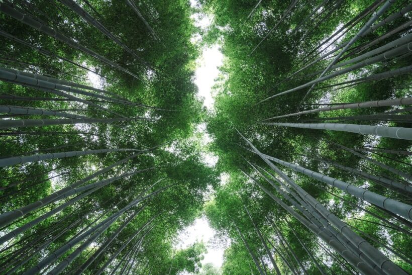 Kyoto: Arashiyama Walking Tour with Local Guide - The Perfect Audience for This Tour