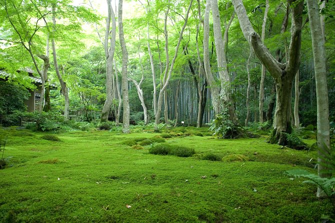 Kyoto Bamboo Forest Electric Bike Tour - Exploring Kyotos Bamboo Forest