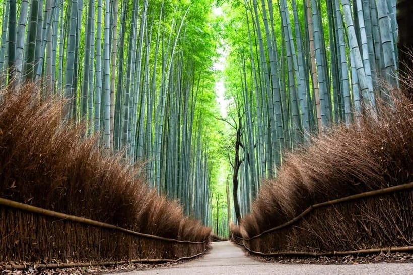 Kyoto: City Highlights Private Walking Tour - How the Experience Is Managed