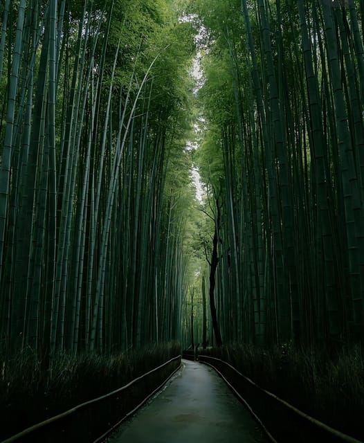 Kyoto: Customized One Day Car Tour - Professional Drivers