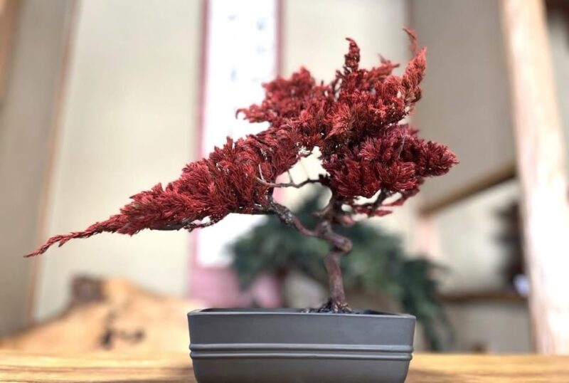 Kyoto: Dry Bonsai Workshop - Experience and Materials