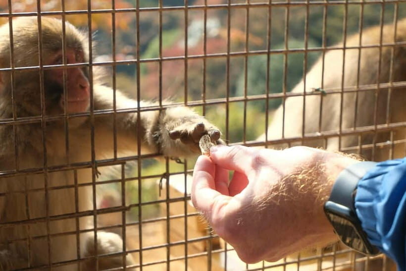 Kyoto: Fushimi, Arashiyama - Bamboo, Monkey, Torii & Secrets - Who Will Love This Tour?