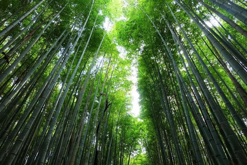Kyoto: Fushimi Shrine, Bamboo Forest & Zen Temple Walk - The Sum Up: Is It Worth It?