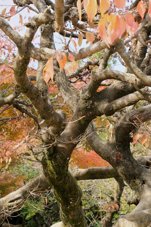 Kyoto: Golden Triangle Tour - Arashiyama Bamboo Grove and Tenryuji Temple