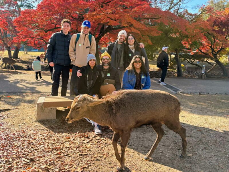 Kyoto: Historical Nara & Kyoto Bus Tour - Key Points