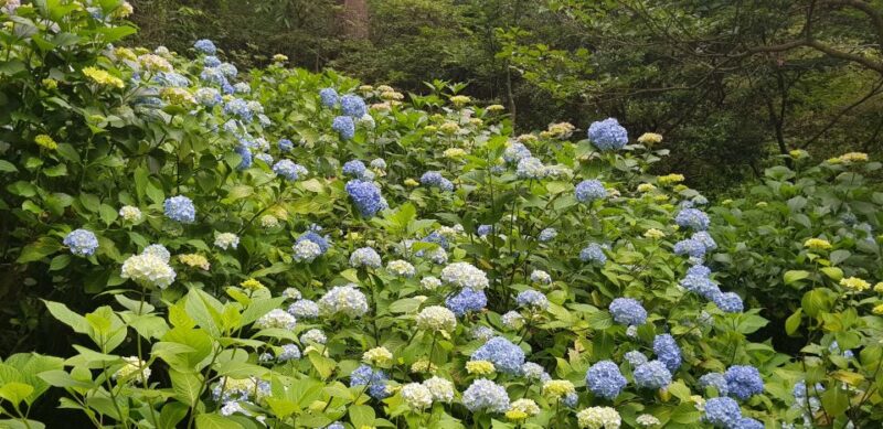 Kyoto: Immersive Arashiyama & Fushimi Inari by Private Car - Wandering Arashiyama and the Bamboo Forest