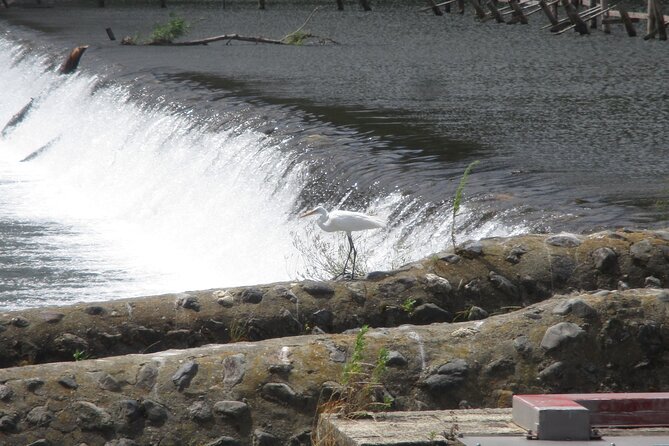 Kyoto ITALIAN GUIDE Golden Pagoda Bamboo Forest Dry Garden - Wandering the Bamboo Forest and Dry Garden