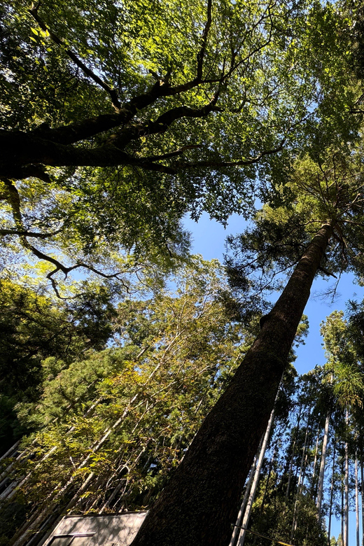 Kyoto: Kifune Shrine and the Sacred Kifune Valley Day Trip - Highlights and Experience