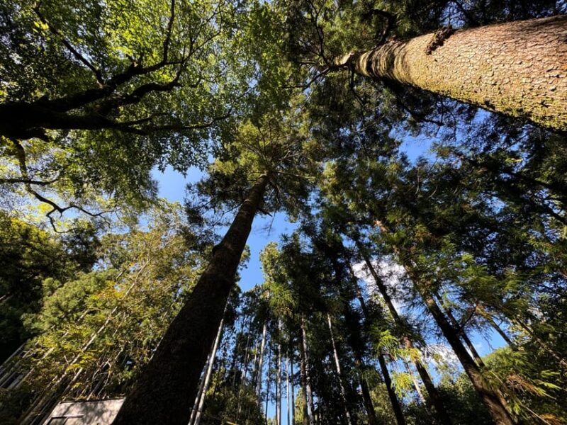 Kyoto: Kifune Shrine and the Sacred Kifune Valley Day Trip - Taking in the Kifune Valley