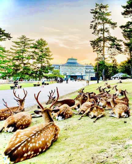 Kyoto, Nara, and Osaka: Private Customizable Tour - Itinerary Highlights