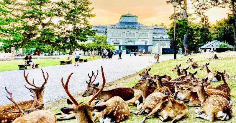 Kyoto, Nara, and Osaka: Private Customizable Tour - Pickup and Drop-off Locations