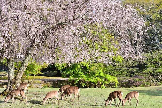 Kyoto & Nara Day Tour: Golden Pavilion, Fushimi Inari & Deer Park - Cancellation and Confirmation Policy