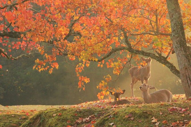 Kyoto & Nara Day Tour: Golden Pavilion, Fushimi Inari & Deer Park - Customer Reviews and Feedback