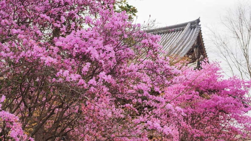 Kyoto: Ninnaji Temple Entry Ticket - Authenticity and Visitor Experience