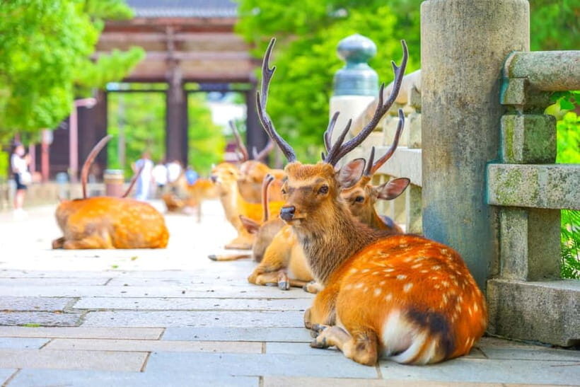 Kyoto/Osaka: Kinkakuji, Bamboo Forest, and Nara Deer Park - The Experience from Travelers’ Perspectives