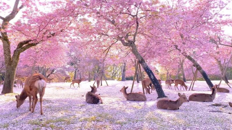 Kyoto/Osaka: Kyoto and Nara Customized Private Guided Tour - Itinerary Highlights