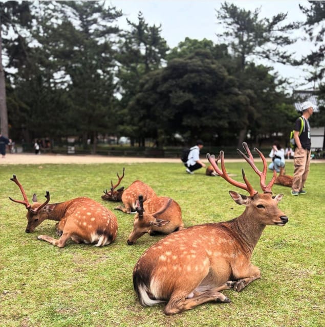 Kyoto/Osaka: Kyoto and Nara Customized Private Guided Tour - Tour Experience and Itinerary