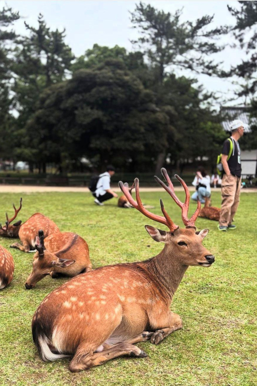 Kyoto/Osaka: Kyoto and Nara Customized Private Guided Tour - Guided Tour and Local Insight