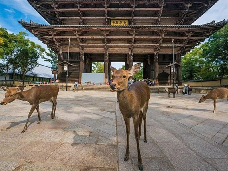 Kyoto/Osaka: Kyoto and Nara Sites & History Day Trip - Fushimi Inari Shrine: Guided Tour