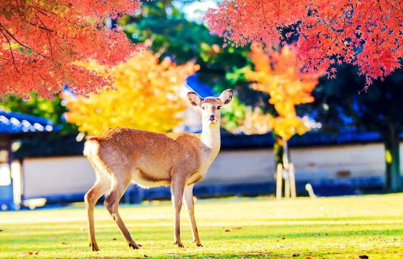 Kyoto/Osaka: Kyoto and Nara World Heritage Day Tour - Key Points