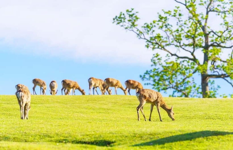 Kyoto/Osaka: Kyoto and Nara World Heritage Day Tour - Nara Park: Where Nature Meets Tradition