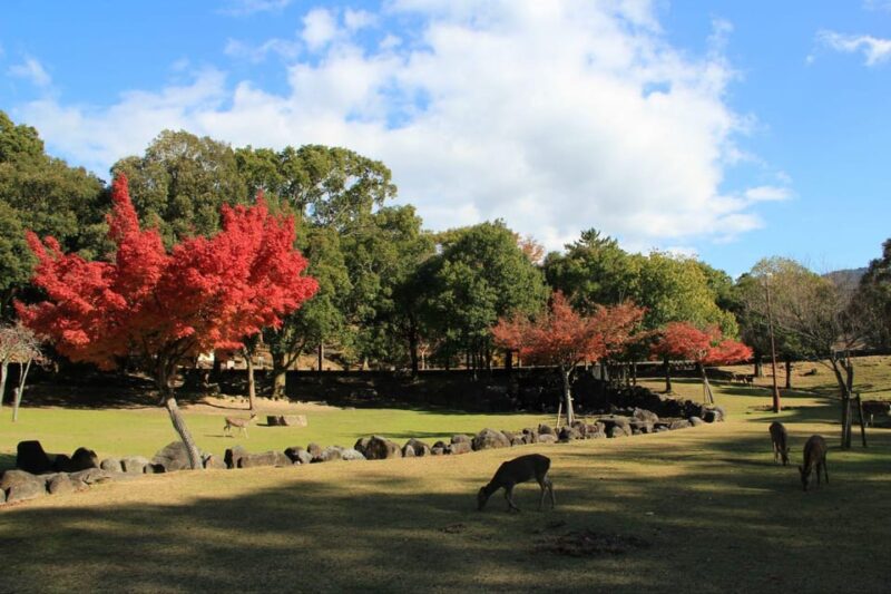 Kyoto/Osaka: Nara Customizable Self-Guided Tour With Driver - Itinerary and Attractions