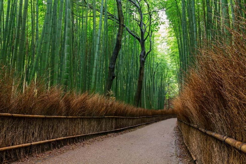 Kyoto/Osaka: Nara, Fushimi Inari Taisha, Arashiyama Bus Tour - How the Tour Is Organized