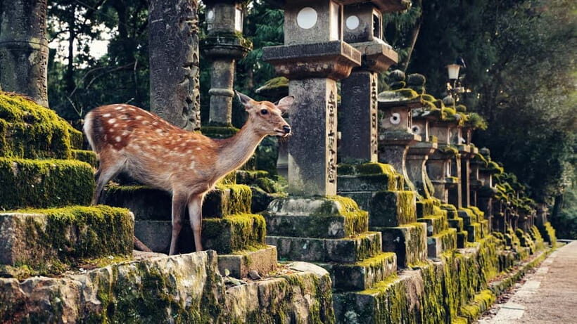 Kyoto/Osaka: Nara, Fushimi Inari Taisha, Arashiyama Bus Tour - Authentic Experiences & Traveler Insights