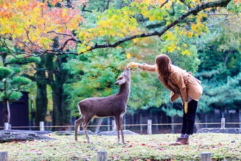 Kyoto/Osaka: Nara, Fushimi Inari Taisha, Arashiyama Bus Tour - The Sum Up