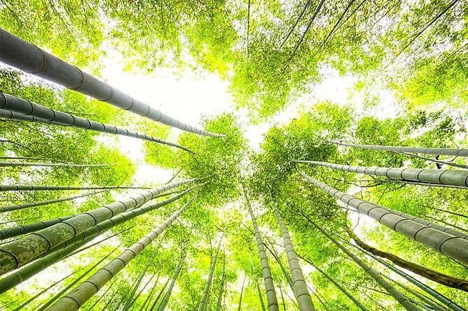 Kyoto, Osaka, Nara Private Tour by Car English Driver Guide - Nara Attractions