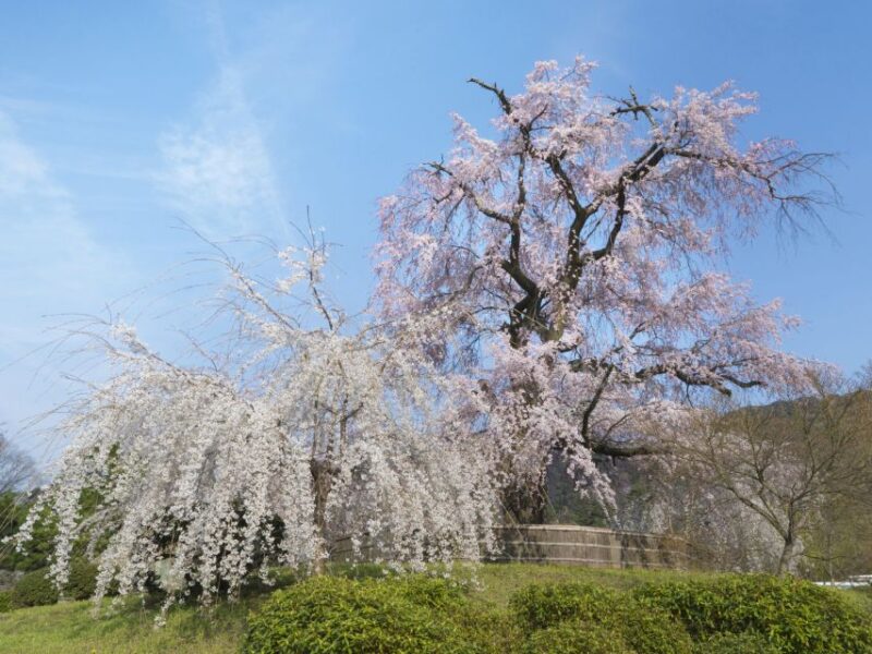 Kyoto: Private 2.5 Hour Historical Walking Tour - Frequently Asked Questions
