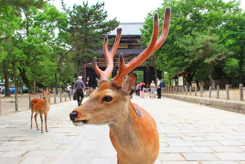 Kyoto: Private Customizable Day Tour with Guide and Vehicle - Final Thoughts