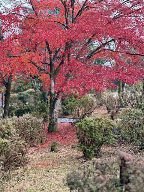 Kyoto Private Customizable Tour With Guide & Luxury Vehicle - Key Points