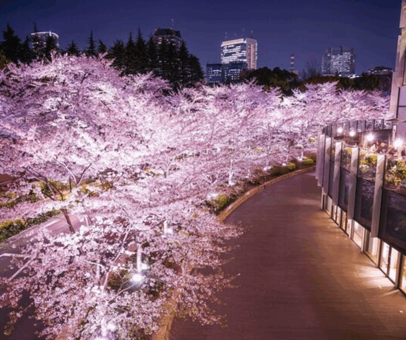 Kyoto: Private Highlights Tour with Guide and Luxury Vehicle - Authentic Experiences and Personal Touches