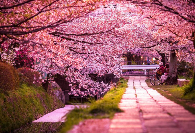 Kyoto: Private Highlights Tour with Guide and Luxury Vehicle - Who Will Love This Tour?