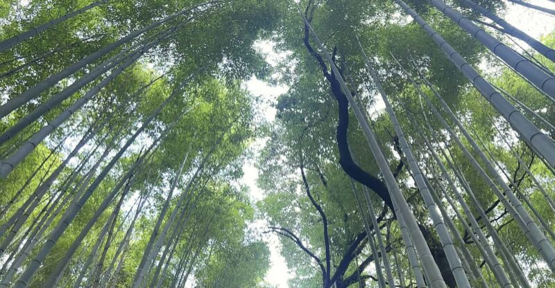 Kyoto: Private Tour, Arashiyama, Bamboo Forests and Sacred Temples - Key Points