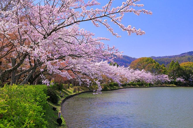 Kyoto Sakura & Hidden Gems of Timeless Tradition - Common Questions