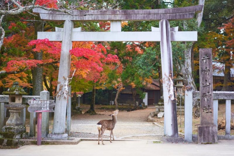 Kyoto to Nara: Private Day Trip With a Local - Key Points