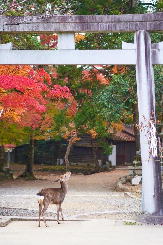 Kyoto to Nara: Private Day Trip With a Local - Inclusions