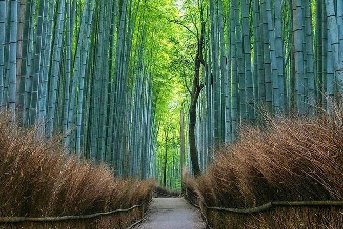 Kyoto Tour 12 Hours Private Nagoya Pick up Available - Accessibility and Participation