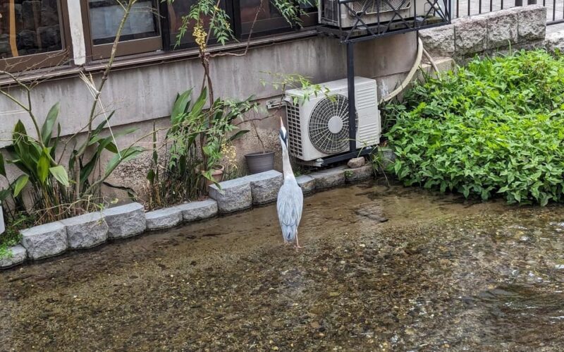 Kyoto: Unscripted Walking Tours W/Locals 3h 5h 8h - Personalized Experiences