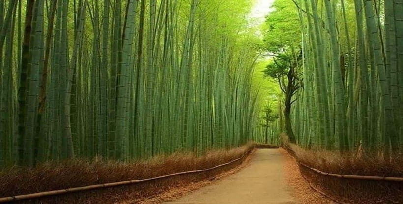 Kyoto:Private Tour/Luxury Vehicle with Guide & photographer - Key Points