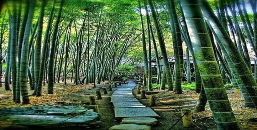 Kyoto:Private Tour/Luxury Vehicle with Guide & photographer - The Sum Up